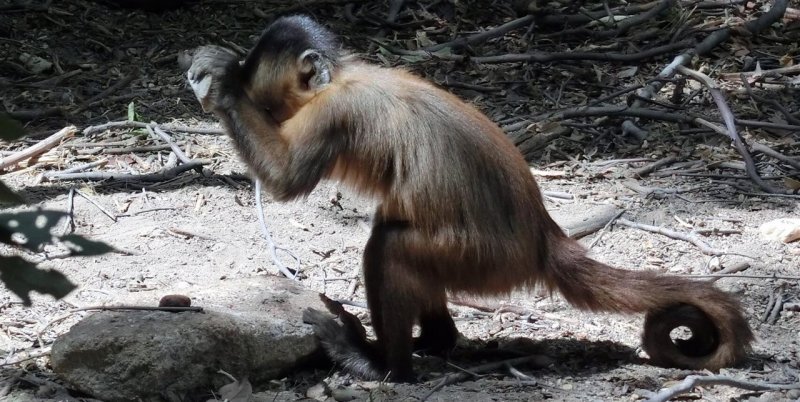 Monos de Brasil usan herramientas de piedra desde hace más de 700 años