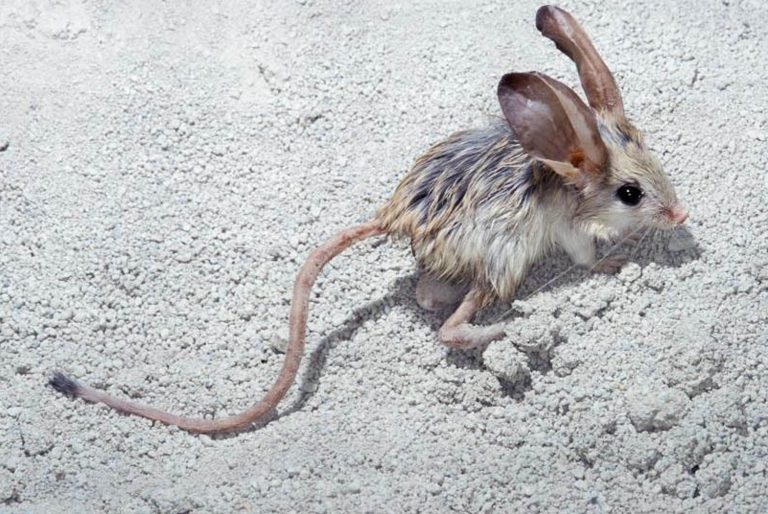 Presentan los animales con las colas más largas del mundo