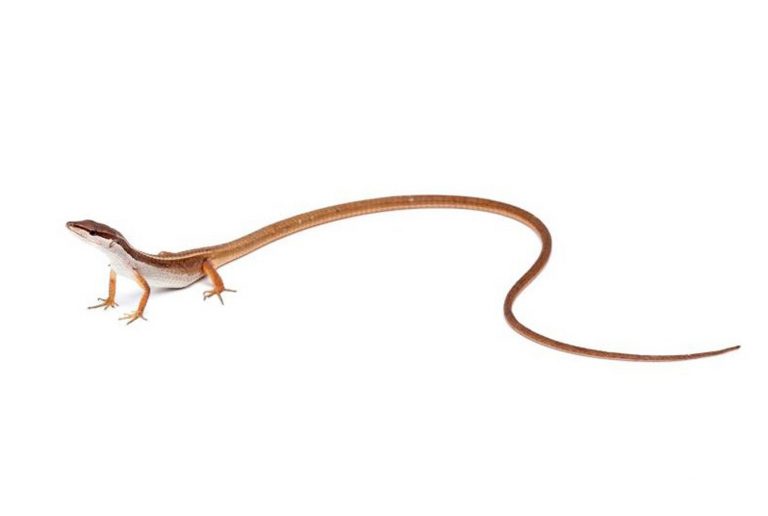 Presentan los animales con las colas más largas del mundo