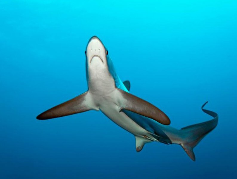 Presentan los animales con las colas más largas del mundo