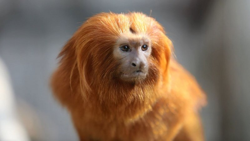 Mono en peligro de extinción reaparece en Río de Janeiro