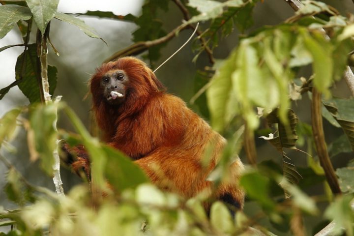 Mono en peligro de extinción reaparece en Río de Janeiro