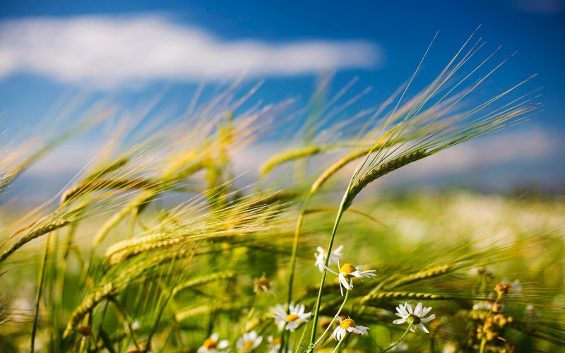 15 de junio: Día del Viento