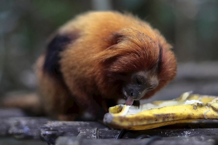 Río de Janeiro crea un puente para preservar a su mono más simbólico ...